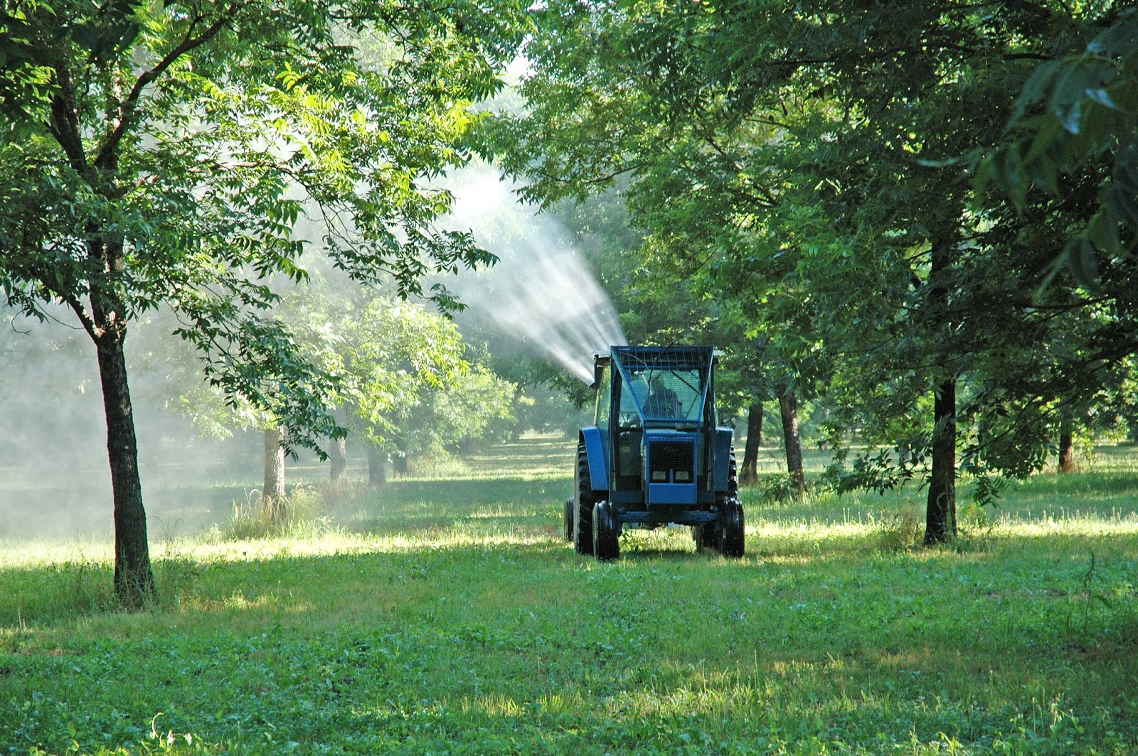 Northern Pecans: Monitoring pecan scab and making the decision to spray