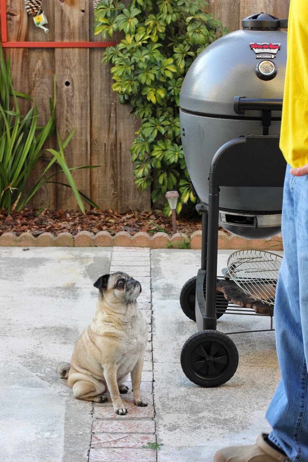 The Macy Dixie Line: Tips for Pug Friendly Grilling