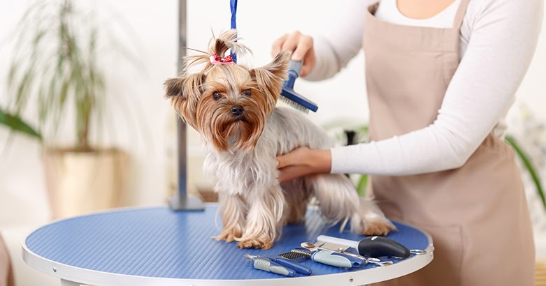 Dogteur: Matériel de toilettage pour chien et chat
