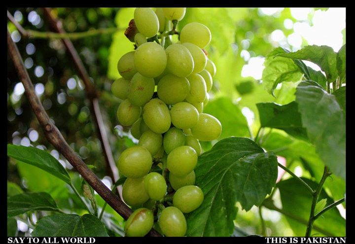 Grapes Of Pakistan - This is Pakistan