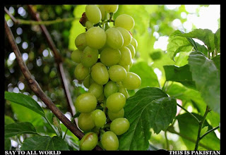 Grapes Of Pakistan - This is Pakistan