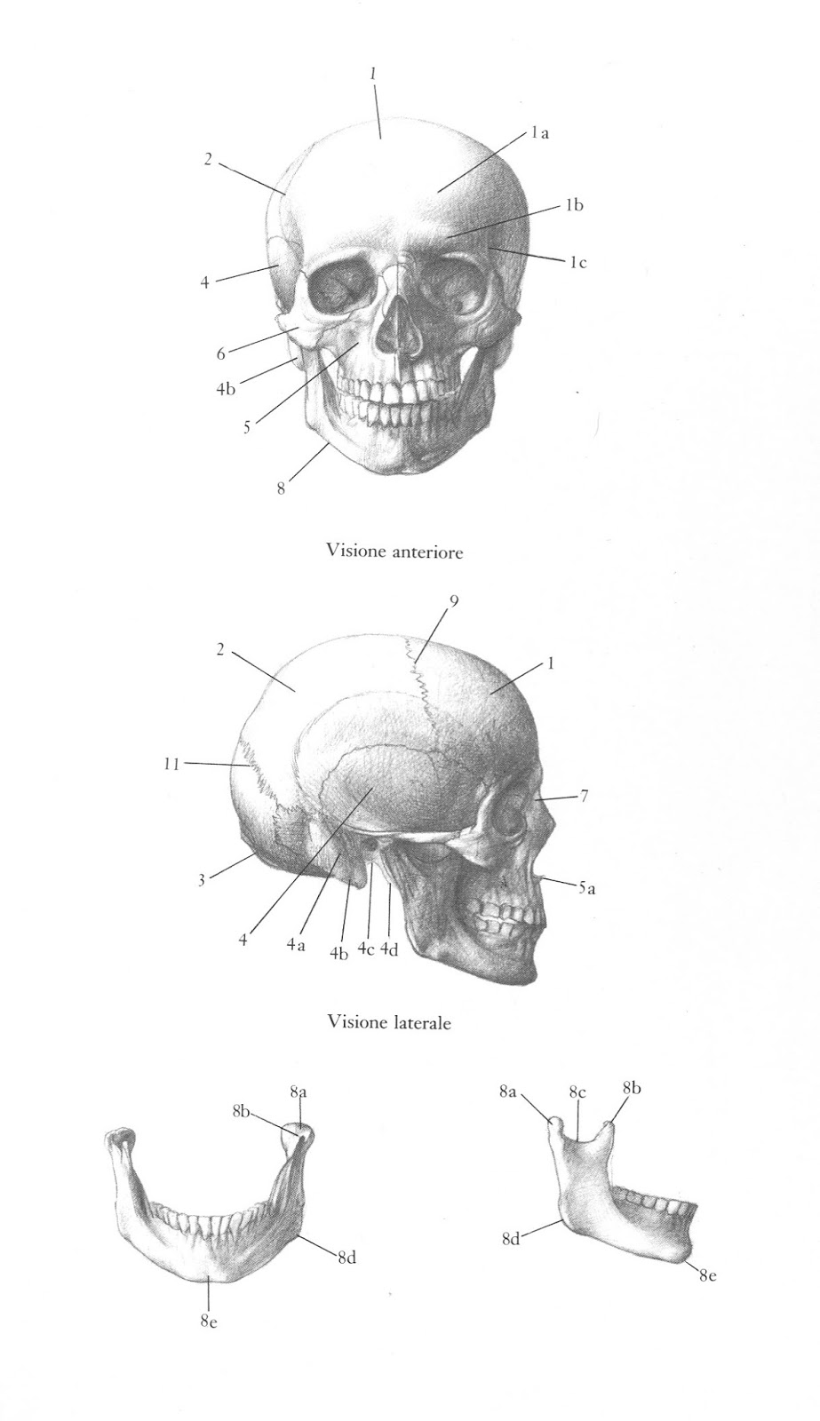 CON IL CORPO VIVO : CORPO ANATOMICO: CRANIO E FACCIA