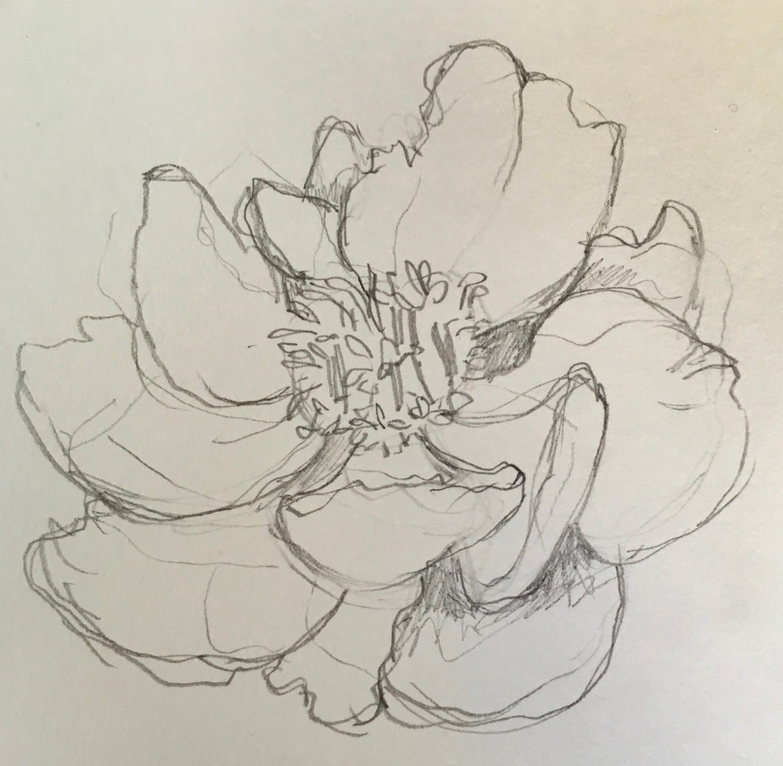 Peony Drawing Tutorial