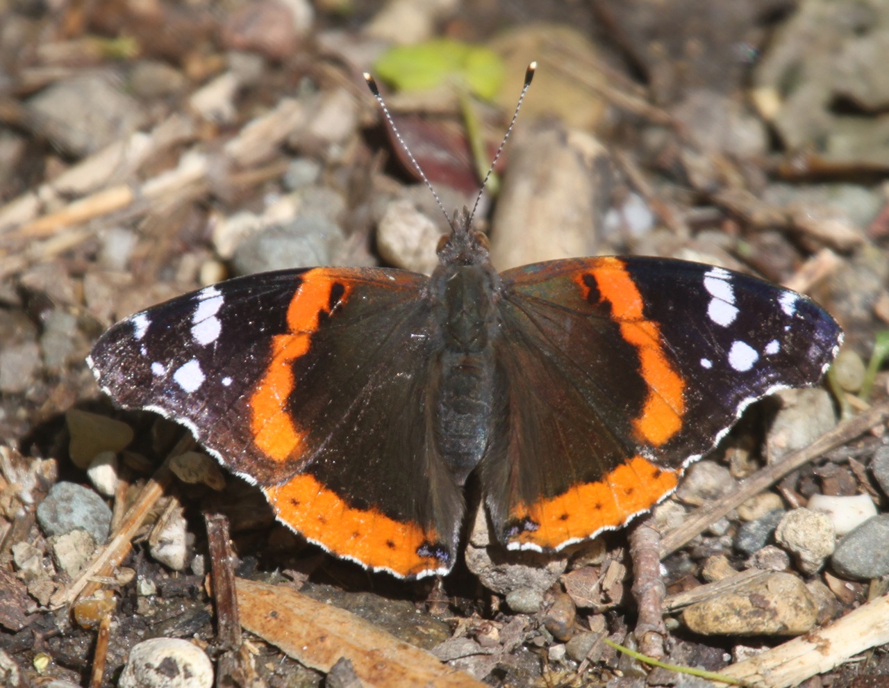 Kalamazoo Seasons: Red Admiral
