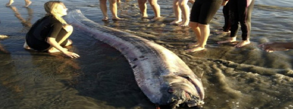 MUNDO ANIMAL VIRTUAL ECA: PEZ REGALEO O PEZ REMO O PEZ SABLE