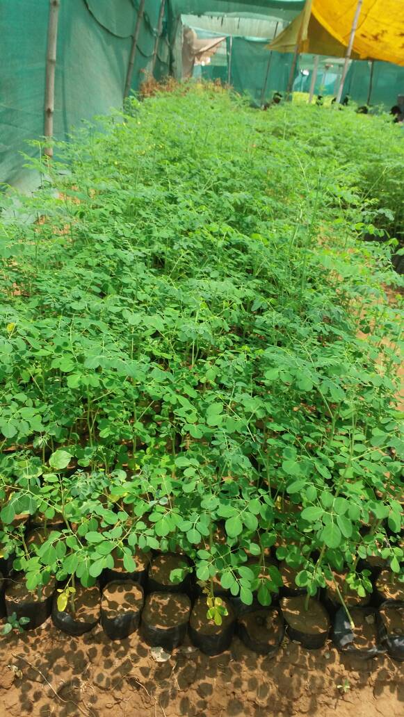 Herbal Plants- Ayurvedic Plants ( Aloe Vera/ Ghamra / Moringa oliefera ...