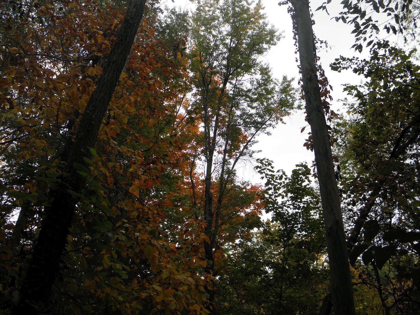 Fall Day October 8th, 2012