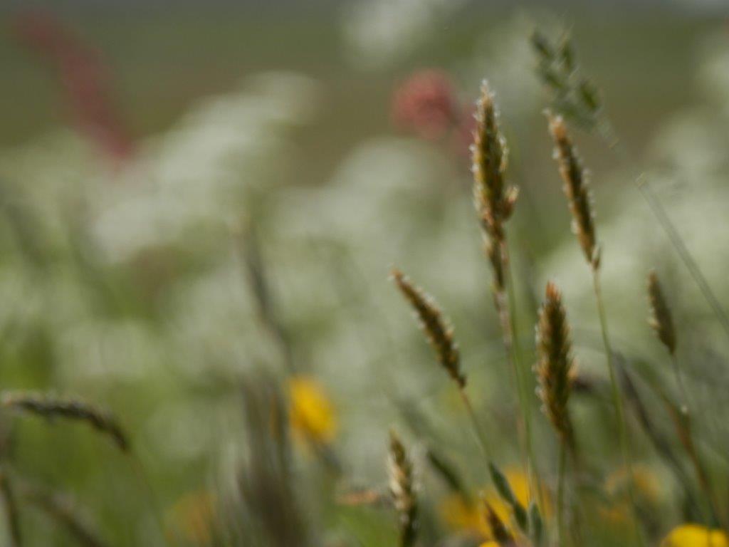 natuurrondleiding door een IVN-Natuurgids: Kropaar, Reukgras, Rood ...