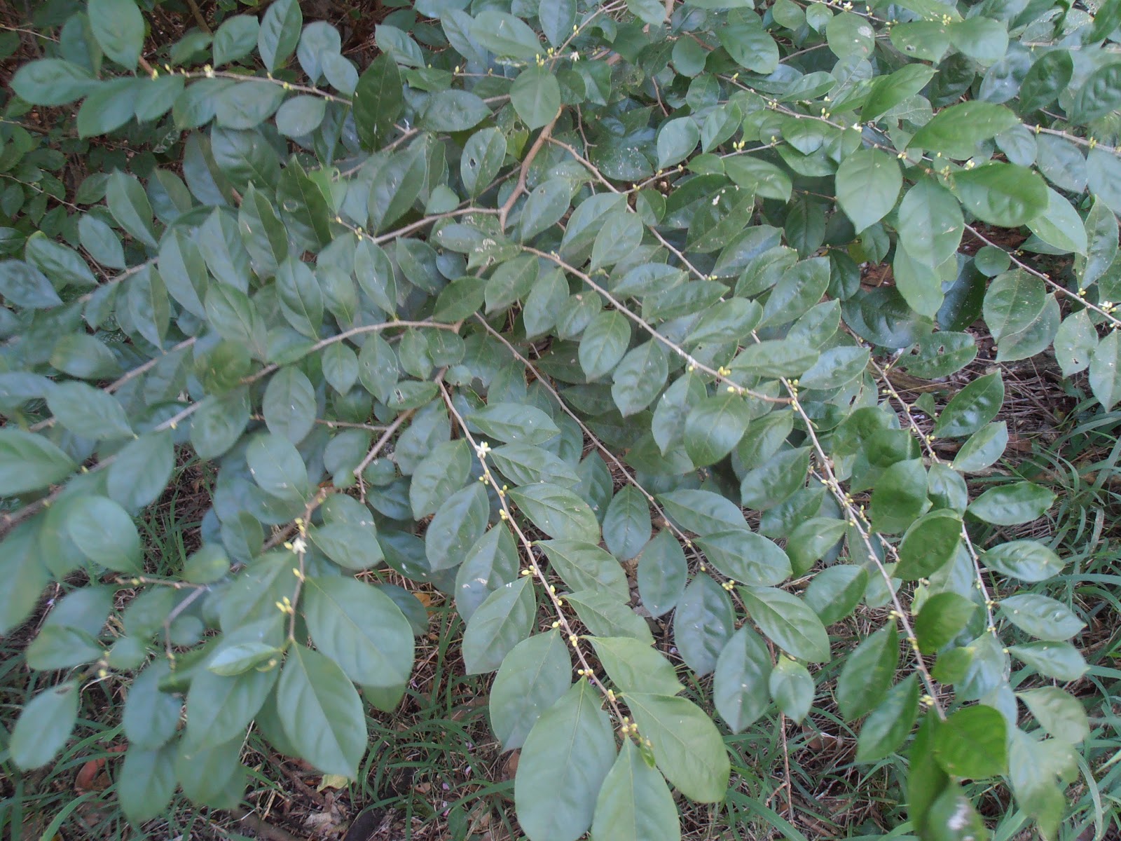 Flora de Puerto Rico Ilustrada Papo Vives: SALICACEAE CASEARIA ACULEATA ...