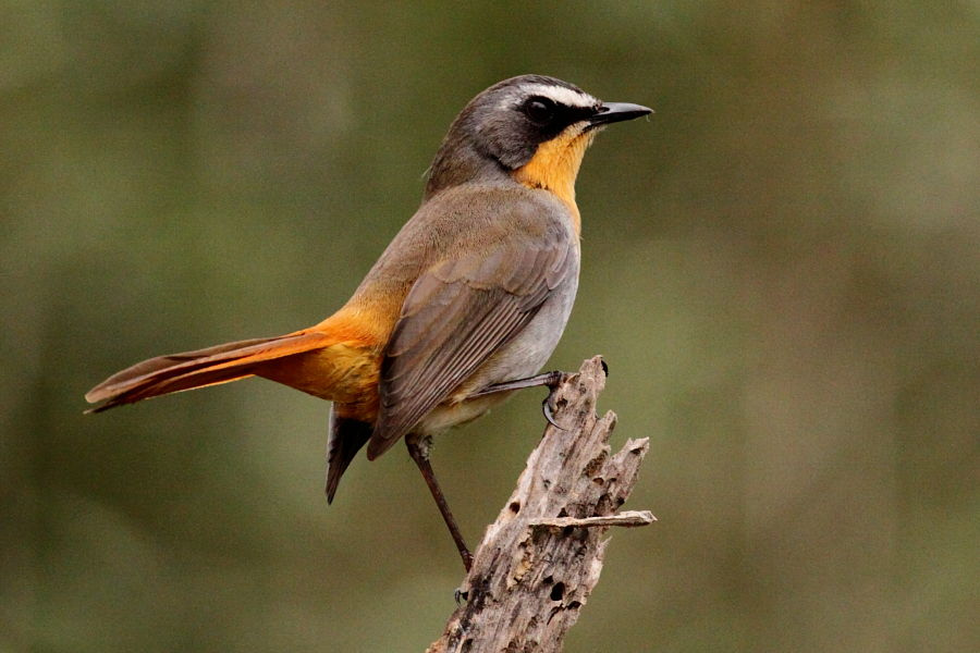 Cape Robin-Chat (Cossypha caffra) - Ryan Maigan Birds