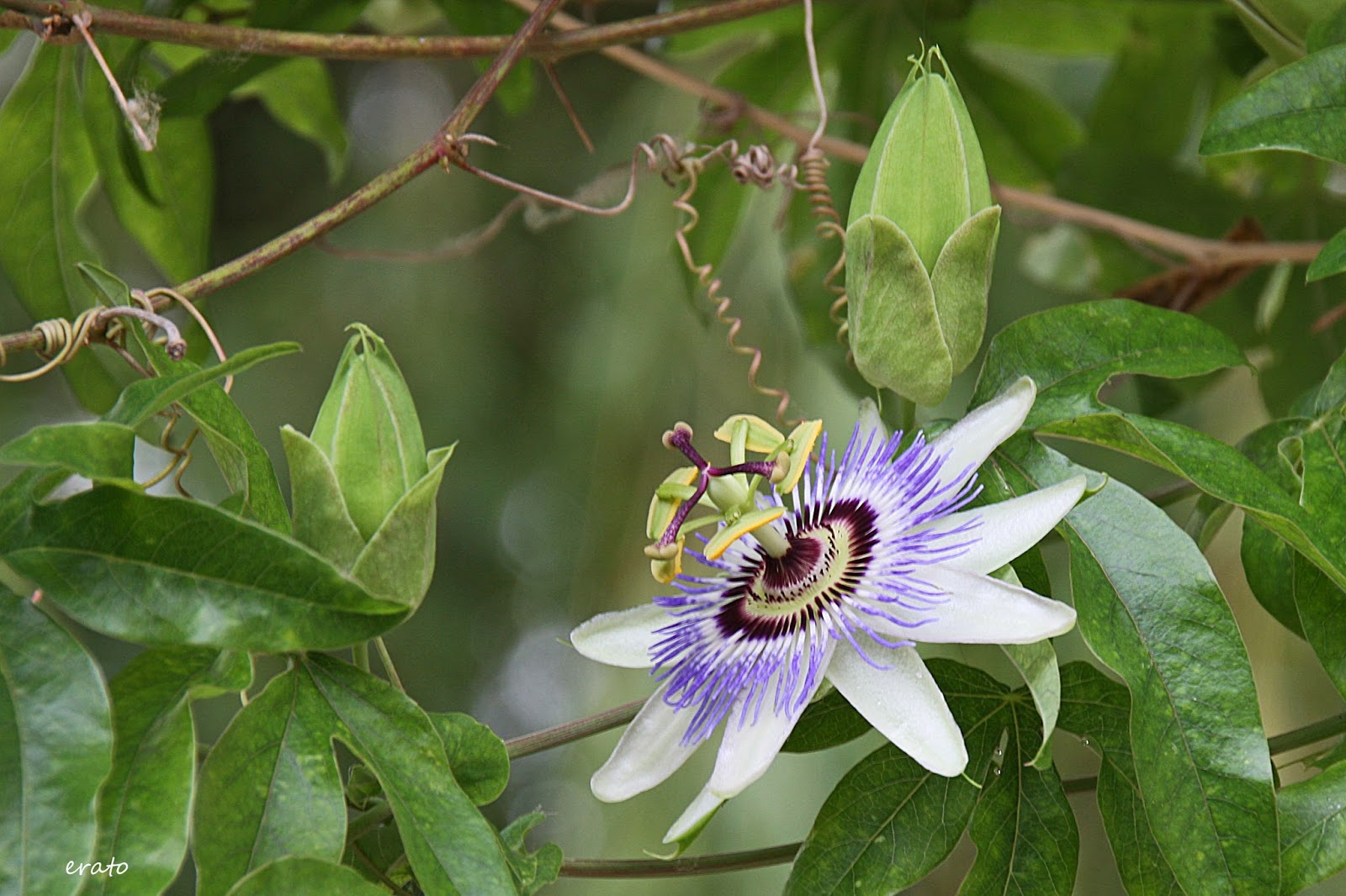 Rêveries: Fleur de la Passion ....