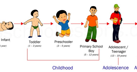 CBM CEIP PINTOR PEDRO CANO: The Stages of Life