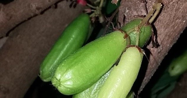 JOSELITA BORGES FOTOGRAFIAS: Biribiri fruta