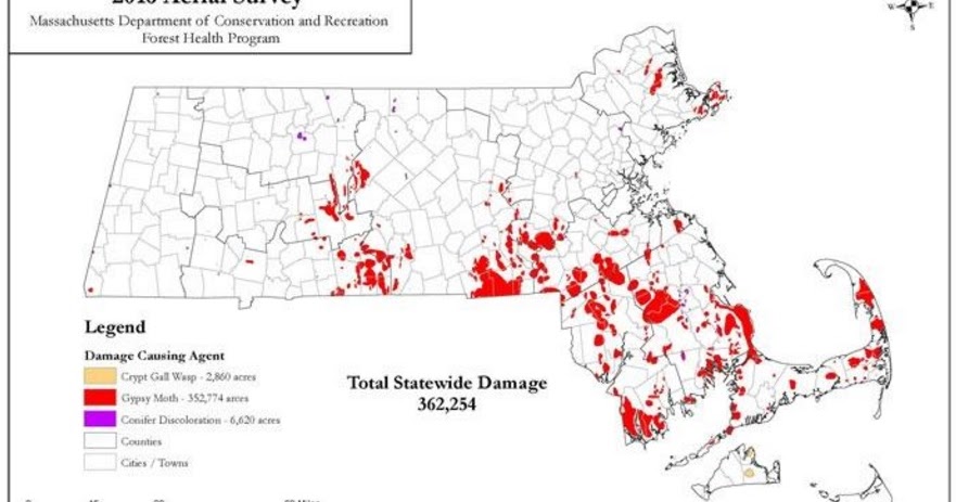 Franklin Matters: In the News: gypsy moths, elderly mental health