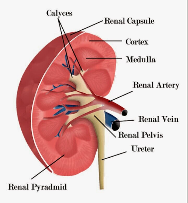 Excretory Process in Human Body - Learning Biology Online