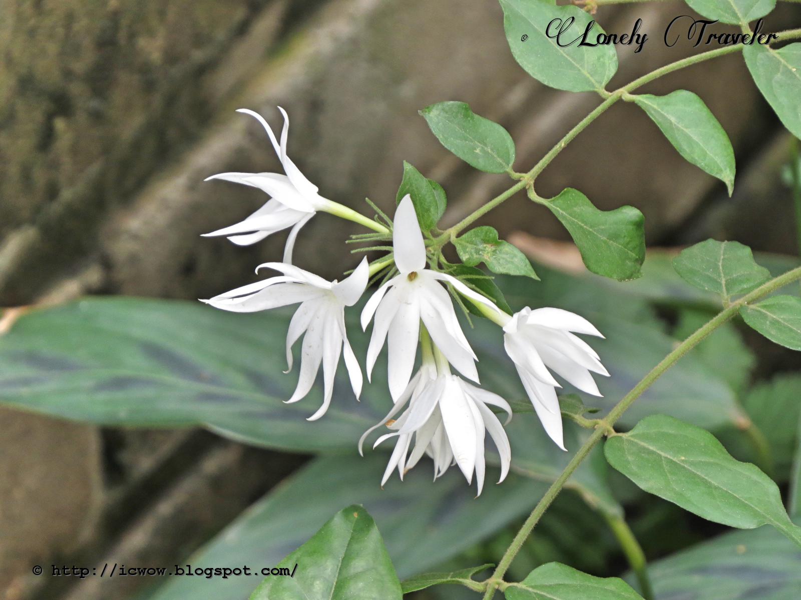Indian jasmine - Jasminum multiflorum