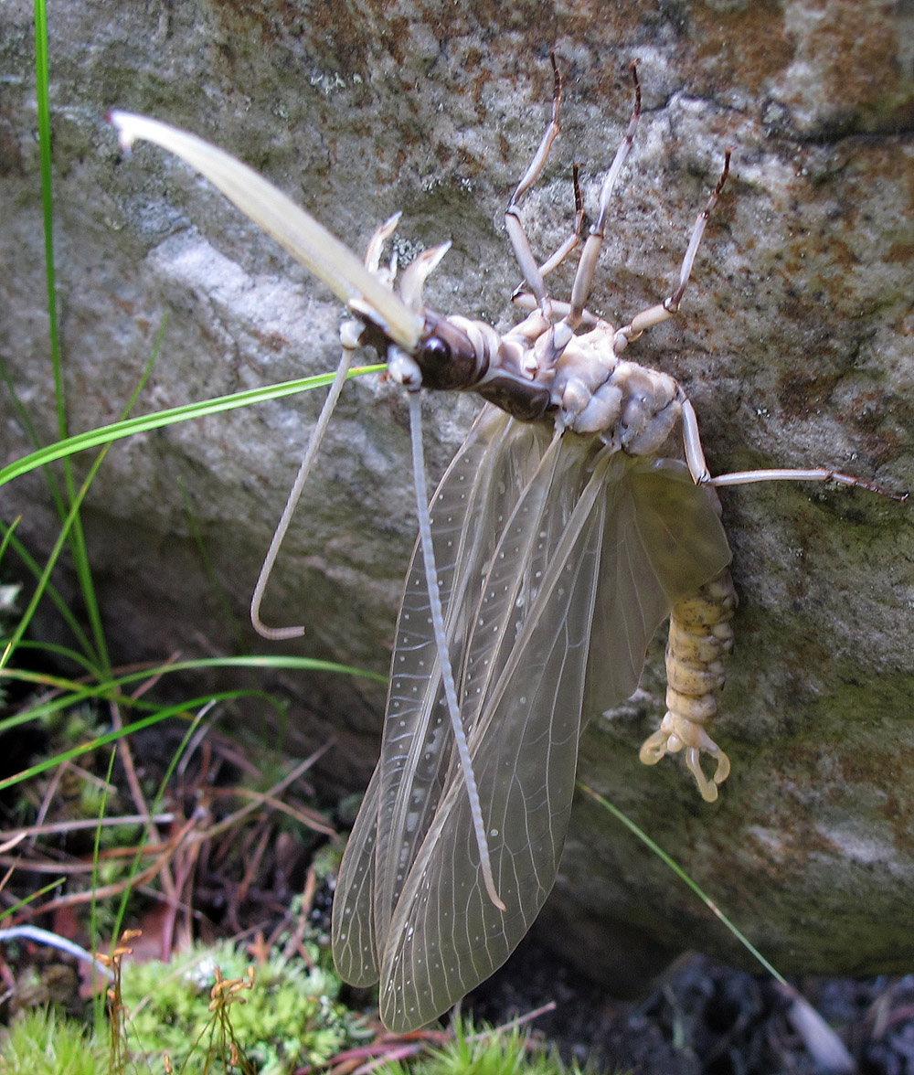 Squirrel's View: Dobsonflies