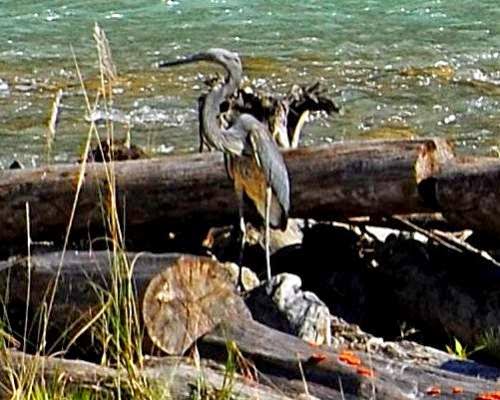 White-bellied heron | Birds of India | Bird World