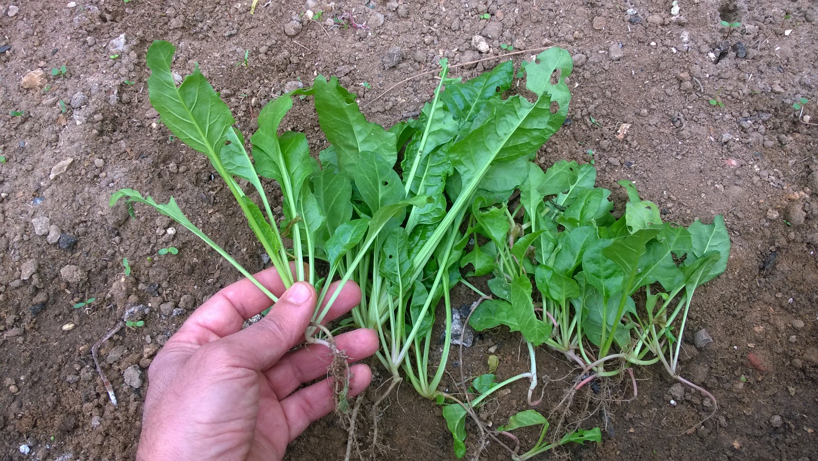 How To Grow Organic Chard