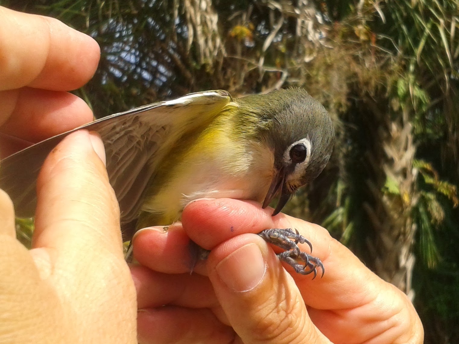 Bird Banding: Learning From Birds In-hand: Color Banding Painted Buntings