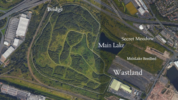 Where Is Bidston Moss?