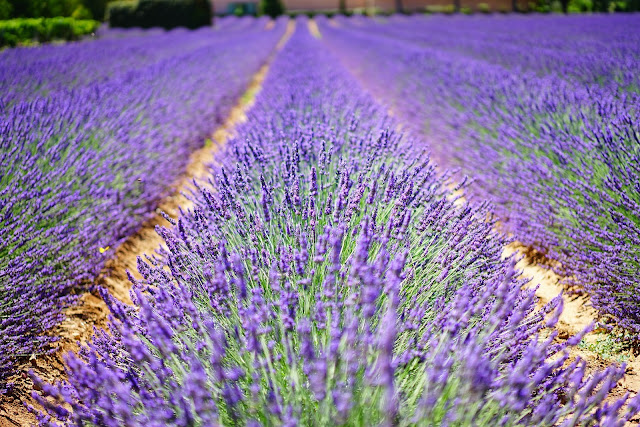 Lavanda e Rose