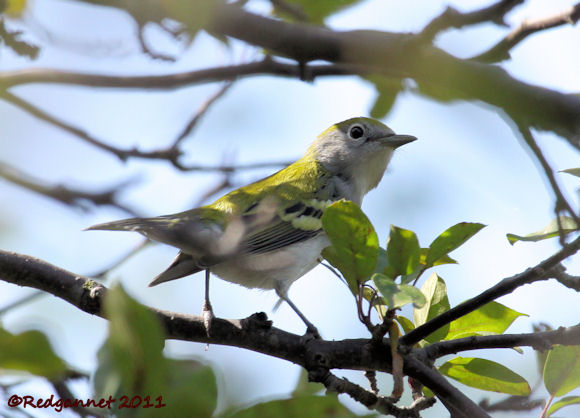 Redgannet: The Magic Hedge, Montrose Point, Chicago. Sept 2011