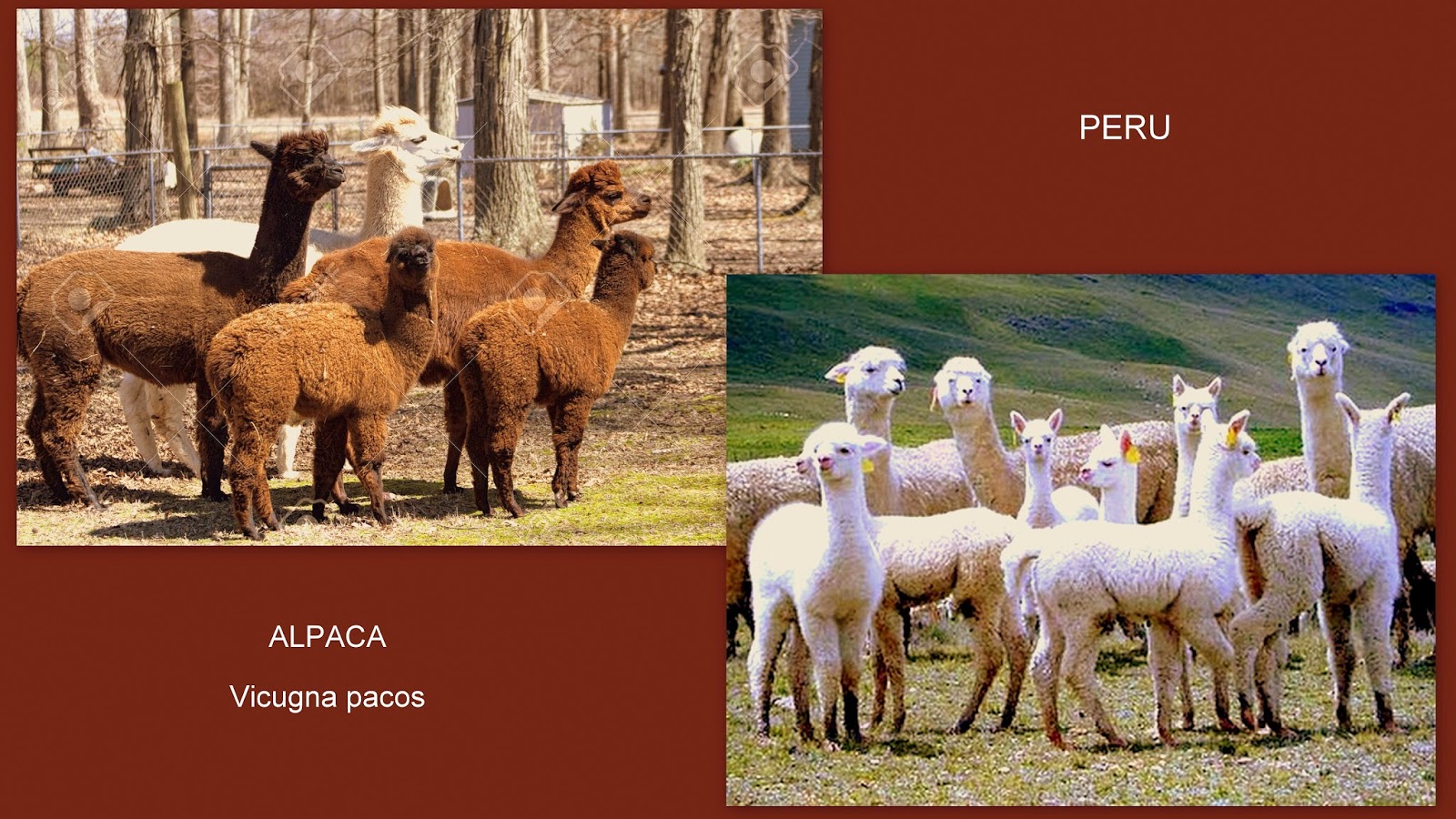 CHDP Cultura e Historia de Perú: Historia - Crónica y Leyenda Sobre la ...