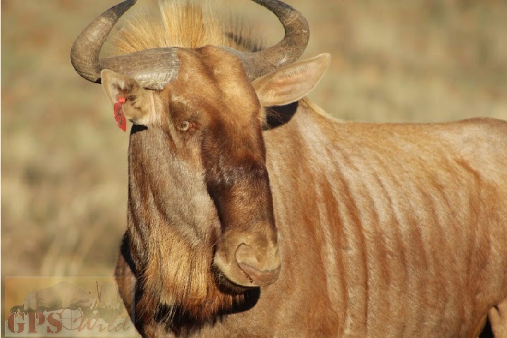 GPS Wild: GOUE WILDEBEES BUL