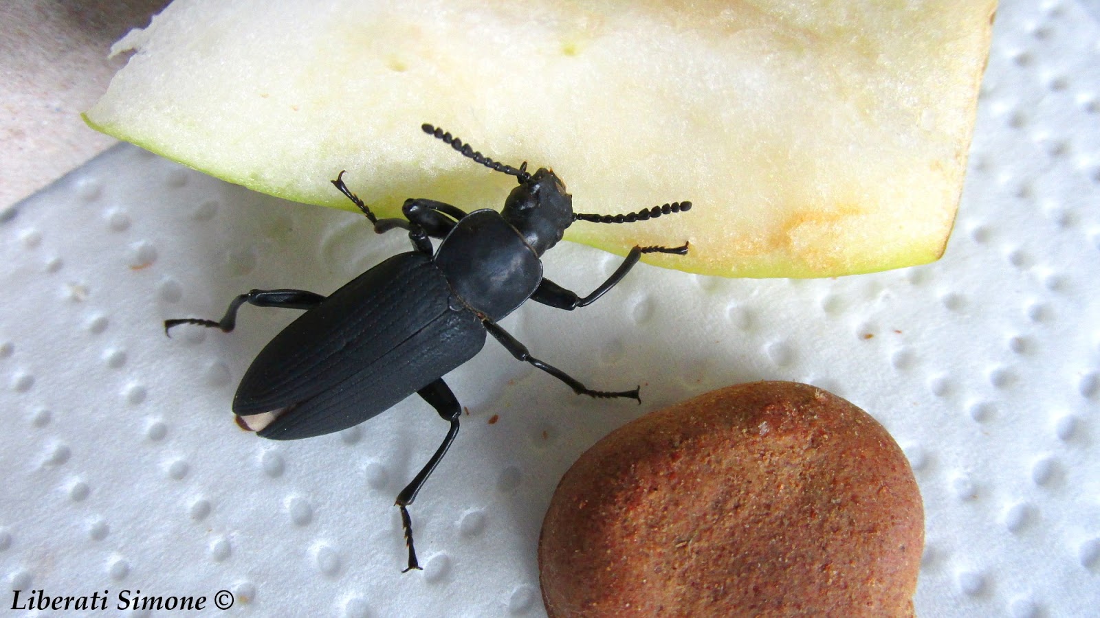 Ramulus artemis & Co.: Zophobas morio