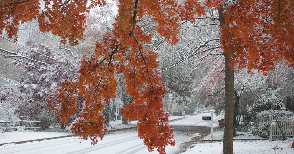 A Picture Each Day: November Snowfall