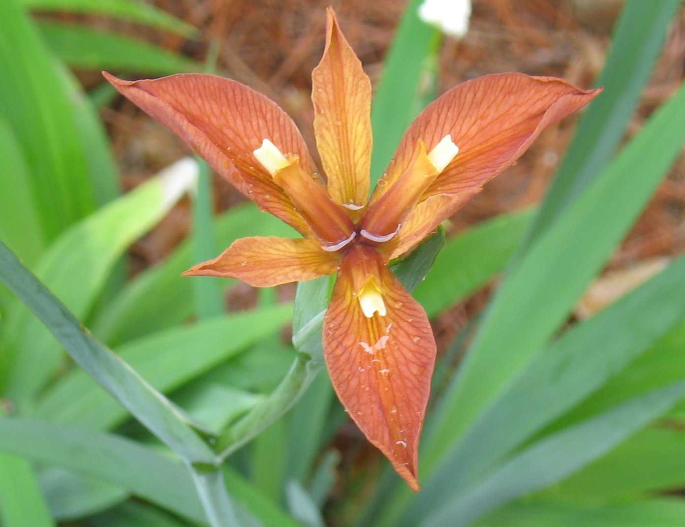 Using Georgia Native Plants: Make the Most of Your Yard