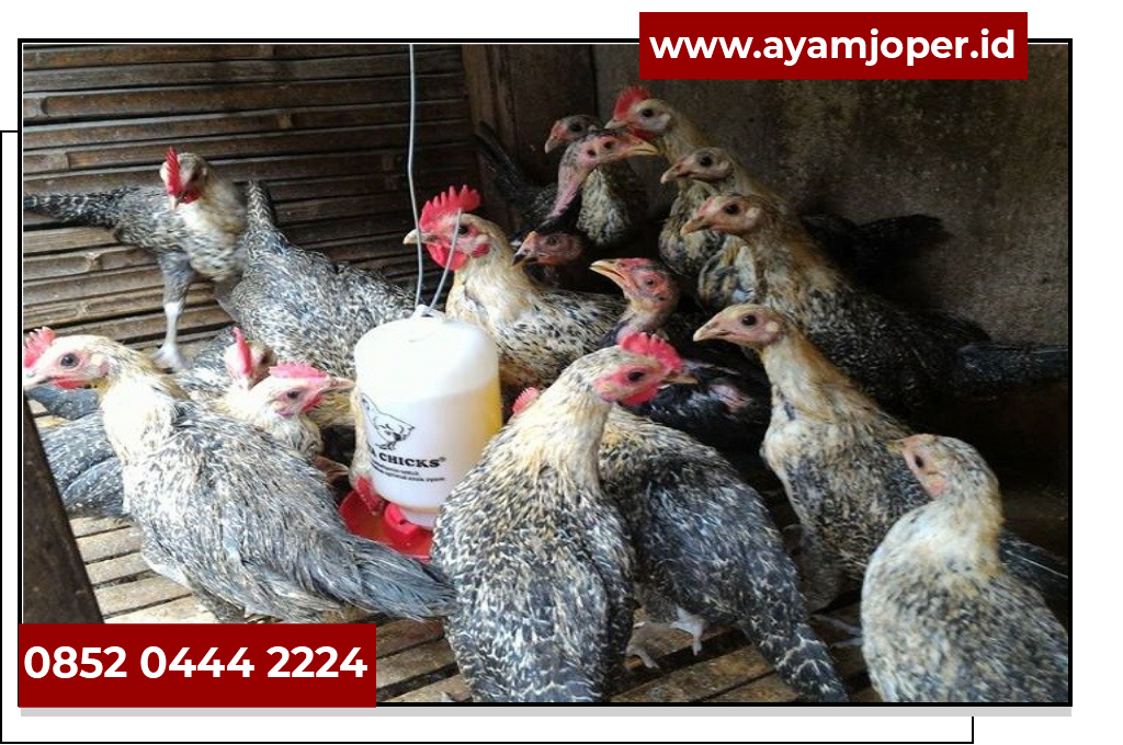 Ayam Arab Bibit: Bibit Ayam Arab Makassar