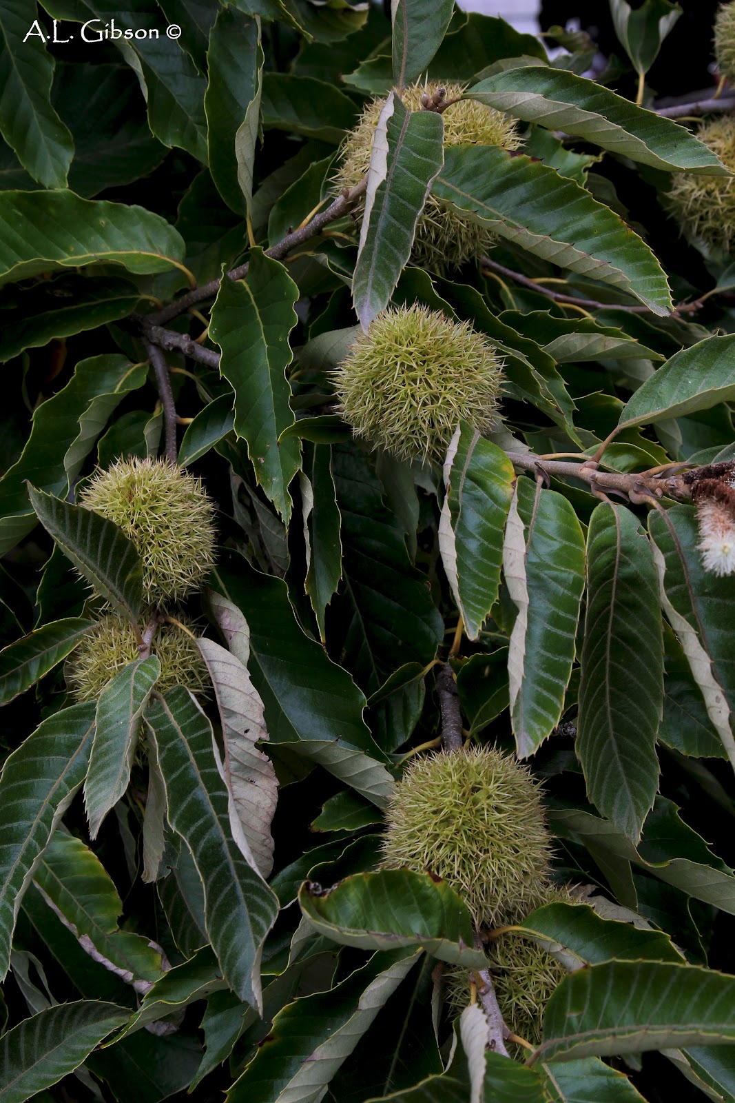 The Buckeye Botanist: Early Splashes of Autumn Color