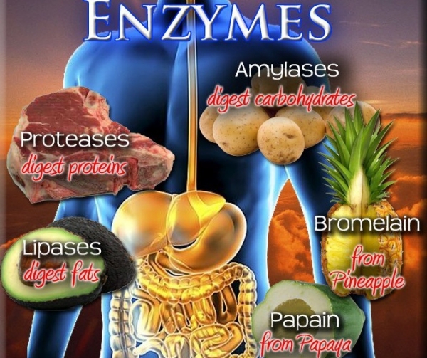 CESAN - Sănătate prin EDUCAȚIE: Enzimele, cheia sănătății și vieții de ...