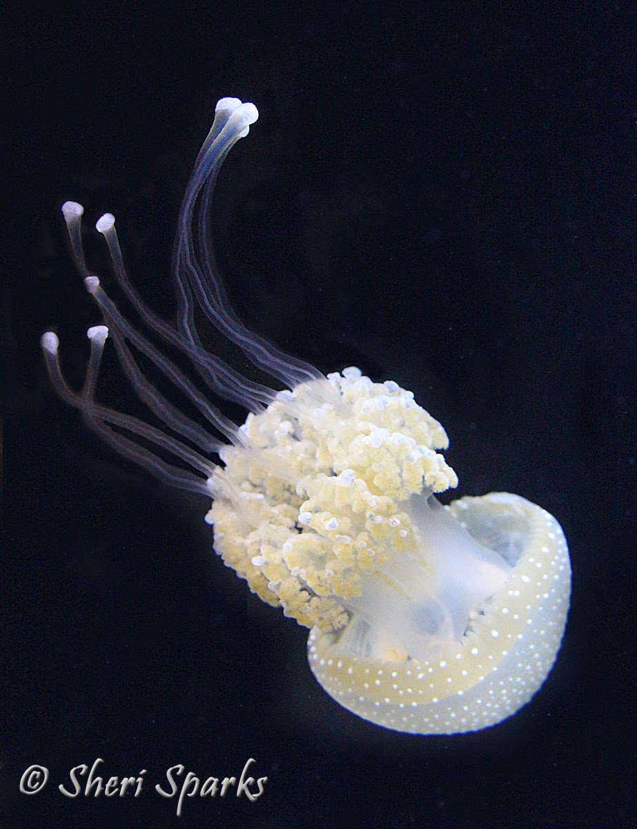 Sheri with an "Eye": Jellies is More Than a Grape Flavor