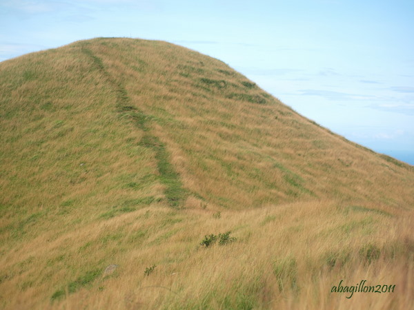 Andrea's Plants, Photos and Travels: Tropical Grasses