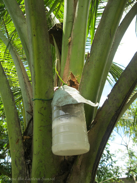 Tuba and Balimbing |Filipino Sojourner