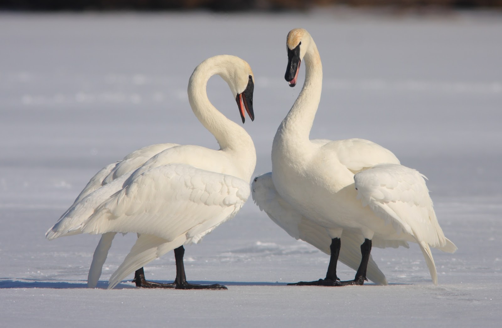 One Thousand Days in Nature: Trumpeter Swans of February