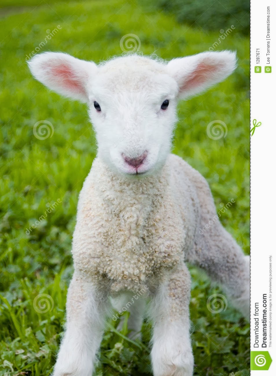 tercera persona: LINDOS CORDERITOS ( ESPERO QUE DESPUES DE VER ESTAS ...