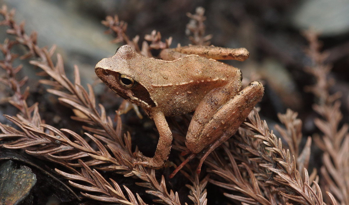 Wildeep's Illuminations: Tago's Brown Frog