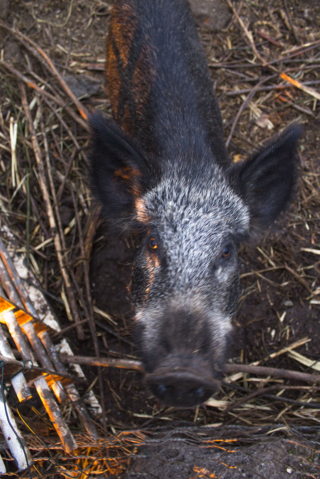 Zim Zima: Travaux à la ferme