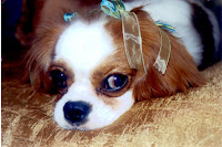 Cavalier Expressions