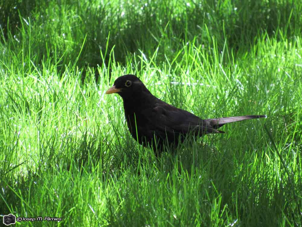 Observador de la natura: Unes imatges d'ocells urbans
