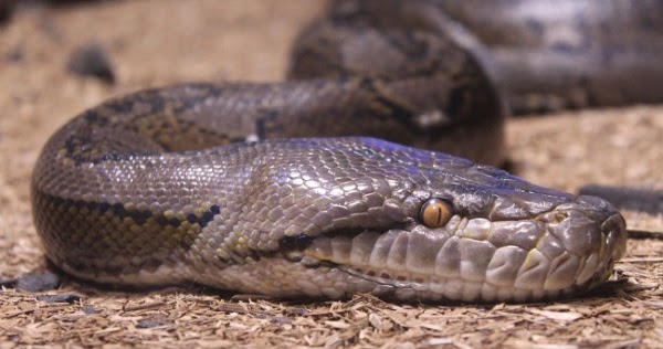 Cursed Snakes and Genetics