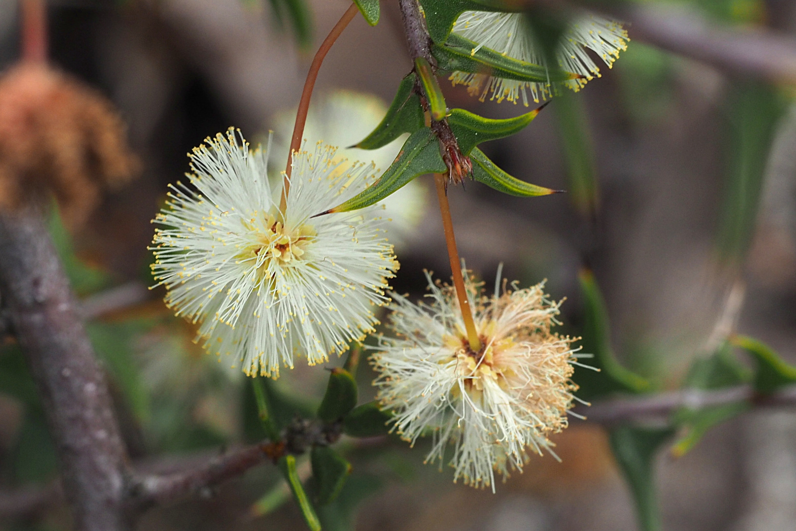 Bushranger: Wattle Day