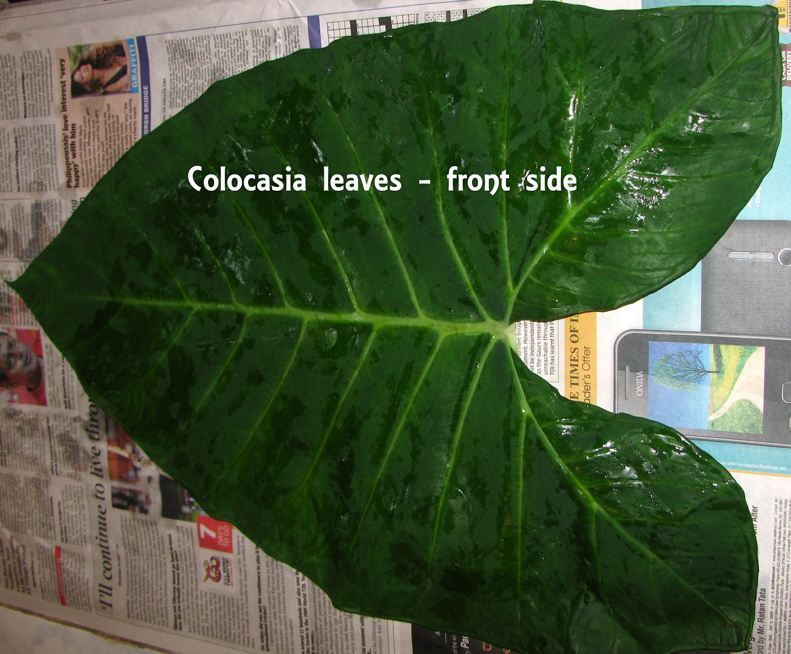 Cook Book: Stuffed Colocasia leaves Fritters or "Pathrode Phodi" - A ...