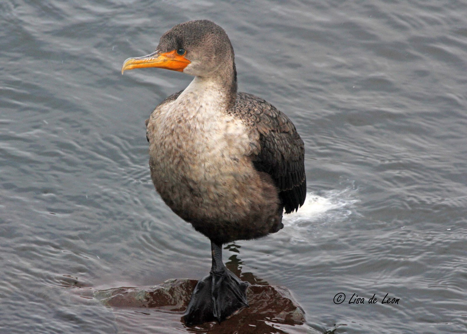 Birding with Lisa de Leon: Double-crested Cormorant or Great Cormorant