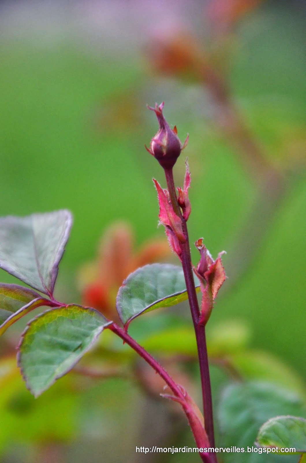 Mon Jardin Mes Merveilles: Premiers boutons de roses