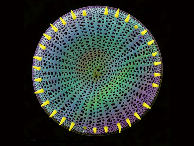 ::B L O G H I S T A∙P E R∙C A S O:: : Diatoms ~ Diatomeen ~ Diatomées ...